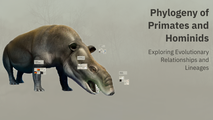 Phylogeny of Primates and Hominids by Masa Ilic on Prezi