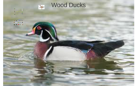 Wood Ducks by grace hiller on Prezi