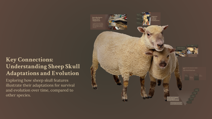 Key Connections: Understanding Sheep Skull Adaptations and Evolution by ...