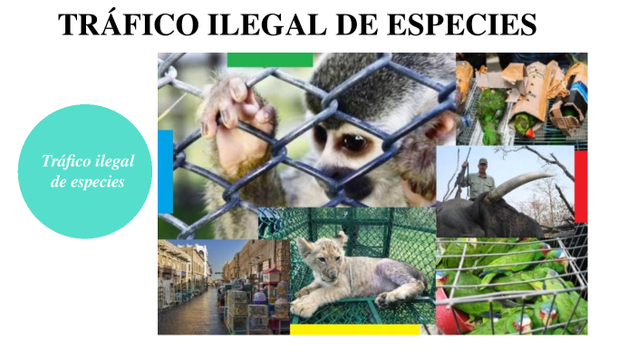 Trafico Ilegal De Especies by Karen Laverde on Prezi