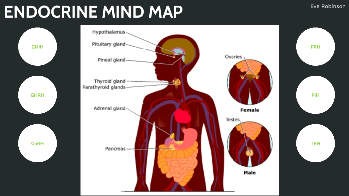 Endocrine by Eve Robinson on Prezi