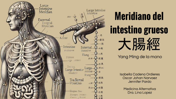Meridiano del intestino grueso by Isabella Ordieres on Prezi