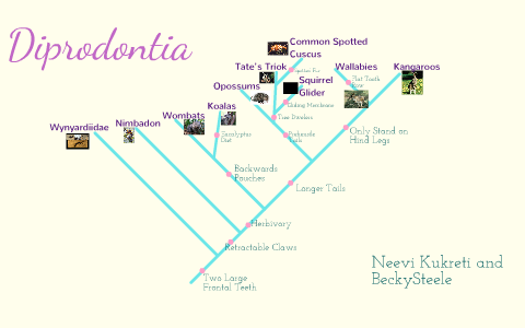 Phylogenic Tree for the Order Diprotodontia by Becky Steele on Prezi