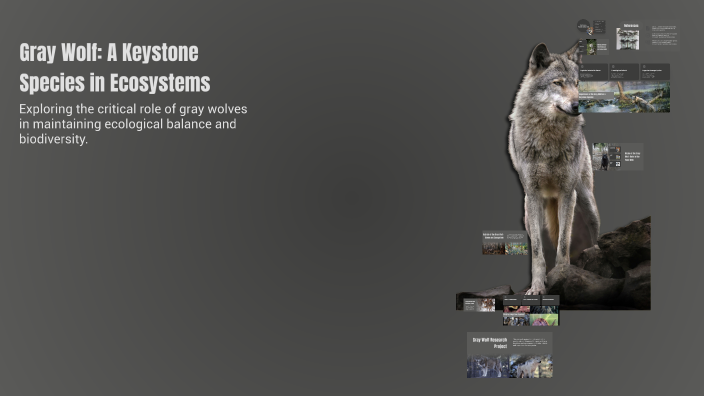 Gray Wolf: A Keystone Species in Ecosystems by cg kjkgv on Prezi