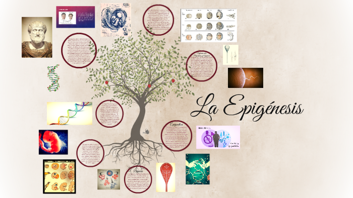 La Epigénesis by RICARDO Raga on Prezi