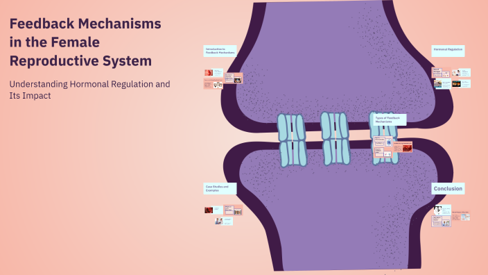 Feedback Mechanisms in the Female Reproductive System by Joey Lopez on ...