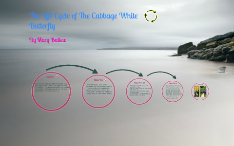 The Life Cycle of The Cabbage White Butterfly by Mary Ballew on Prezi