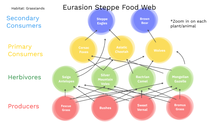 Eurasion Steppe Food Web by lemini on Prezi