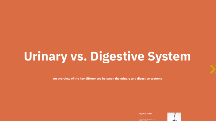 Urinary vs. Digestive System by ADDISON HENNEY on Prezi