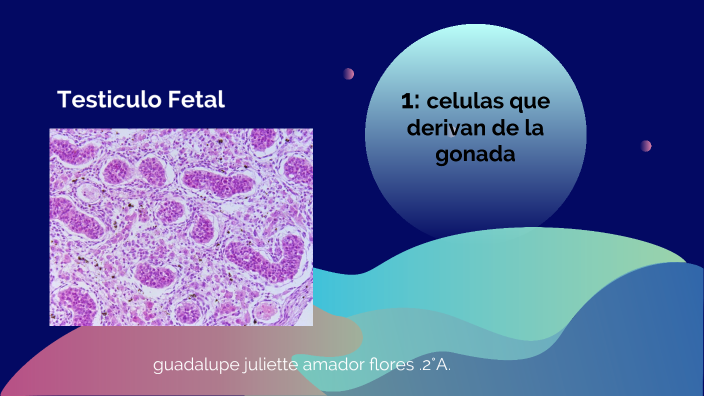 Histología Testicular