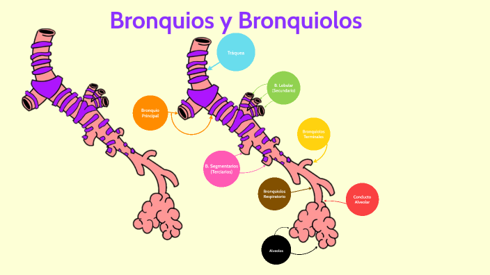 Bronquiolos Terminales