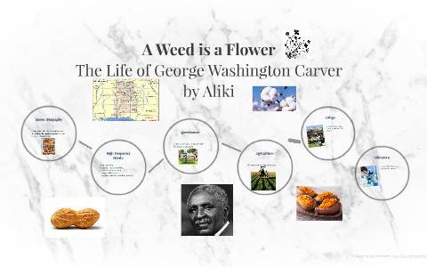 A Weed is a Flower by on Prezi