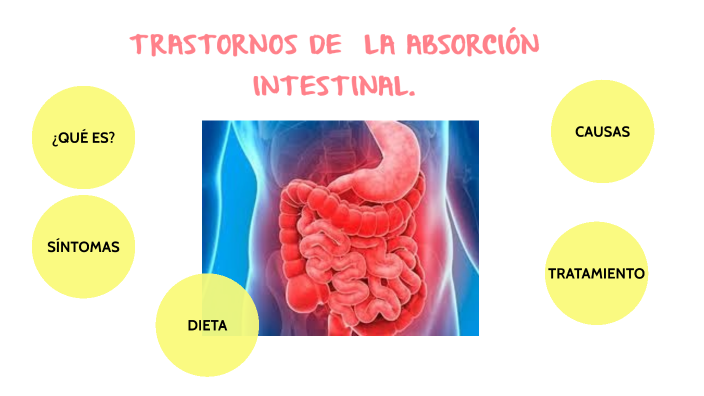 Trastornos de la absorción intestinal by María Cortés Montero on Prezi