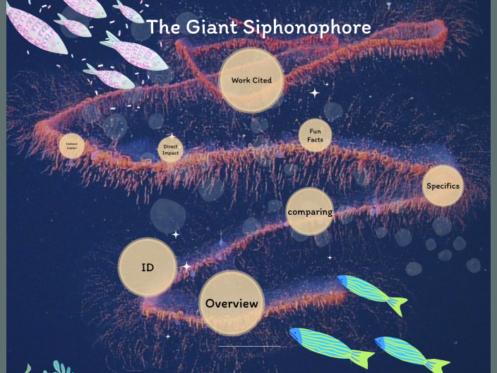 The Giant Siphonophore by Muhammad Mahmood on Prezi