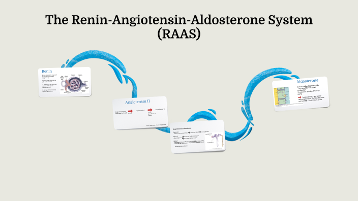 Renin-Angiotensin-Aldosterone System (RAAS) by Ruben Chitters on Prezi