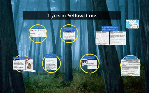 Lynx in Yellowstone by Tracy Matteson on Prezi
