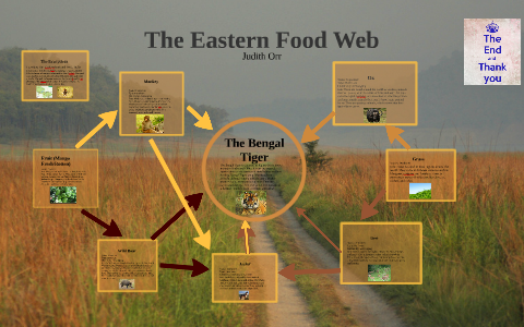 The Indian Food Chain by MJ Orr on Prezi