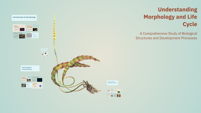 Understanding Morphology and Life Cycle by Anete Tropa on Prezi