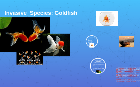 Invasive Species: GoldFish by Noah Topolinski on Prezi