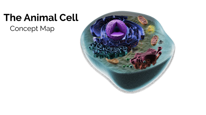 The Animal Cell - Concept Map by Santiago Acero on Prezi