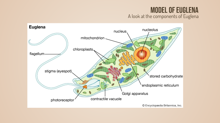 Model of Euglena by Kimchhay Ngov on Prezi
