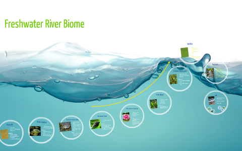 Freshwater River Biome by Olivia Saliger on Prezi