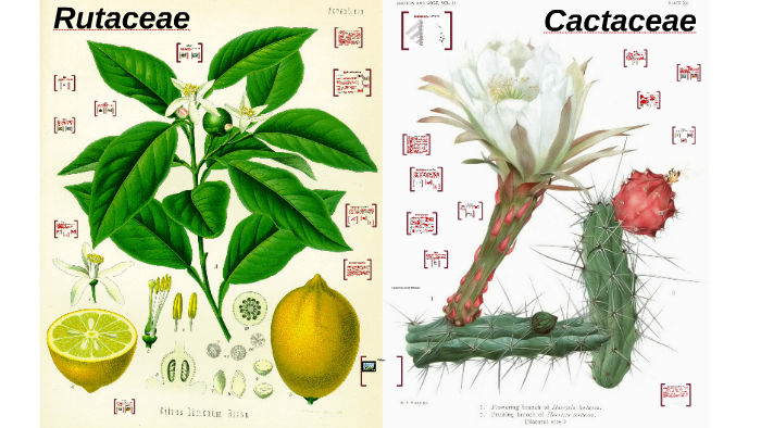 Rutaceae & Cactaceaem - Oficial by Joice Daltio Bozi on Prezi