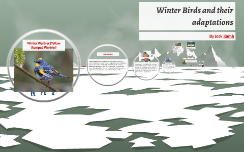 Winter Birds and their adaptations by jack kamb on Prezi