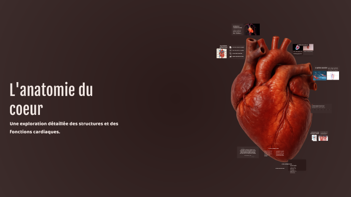 L'anatomie du coeur by Cynthia Messier on Prezi