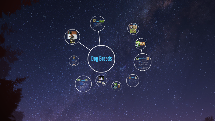 Dog Breeds by Katelyn Wray on Prezi