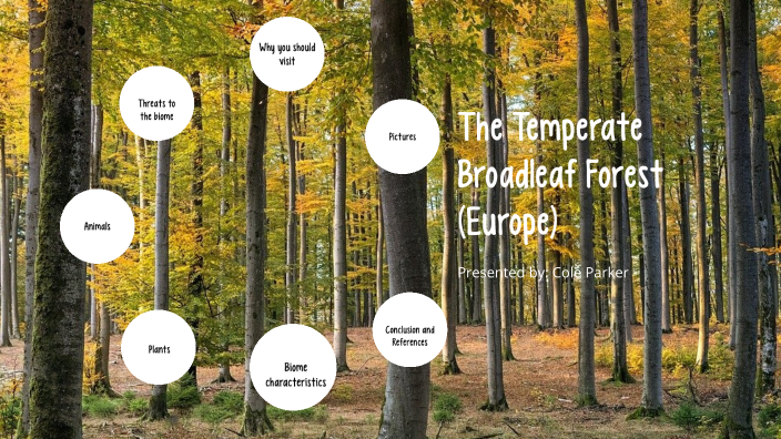 Temperate Broad Leaf Forest (Europe) by Cole Parker on Prezi