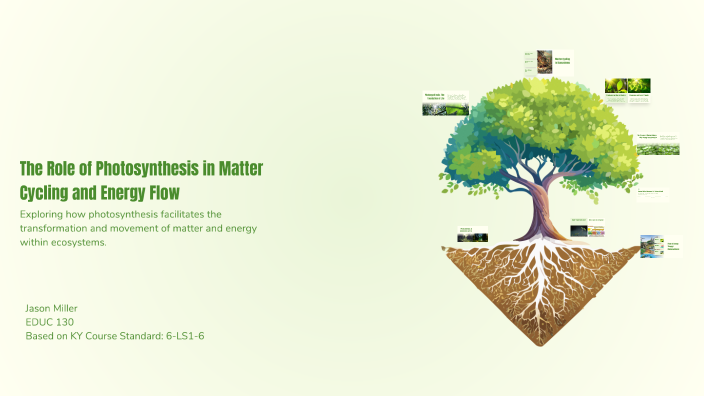 The Role of Photosynthesis in Matter Cycling and Energy Flow by Jason ...