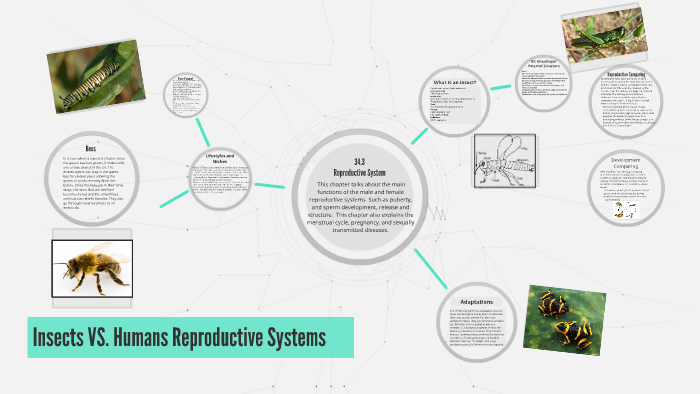Insects VS. Humans Reproductive Systems by Katerina Baumgartner on Prezi