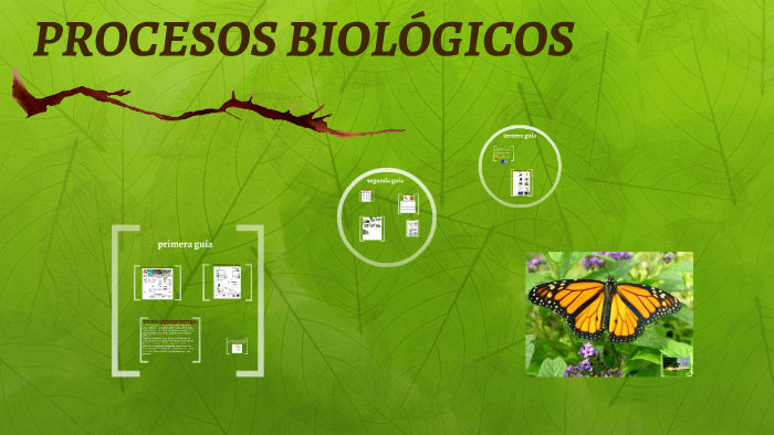 procesos biológicos by adriana paola cruz novoa on Prezi