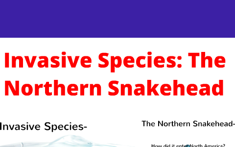Invasive Species: The Northern Snakehead by Rowena Shi on Prezi