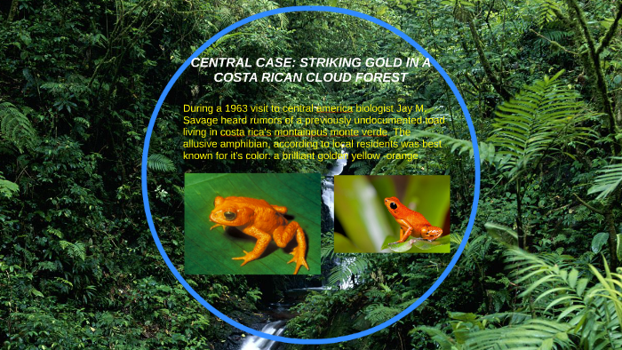 CENTRAL CASE: STRIKING GOLD IN A COSTA RICAN CLOUD FOREST by Ingrid ...