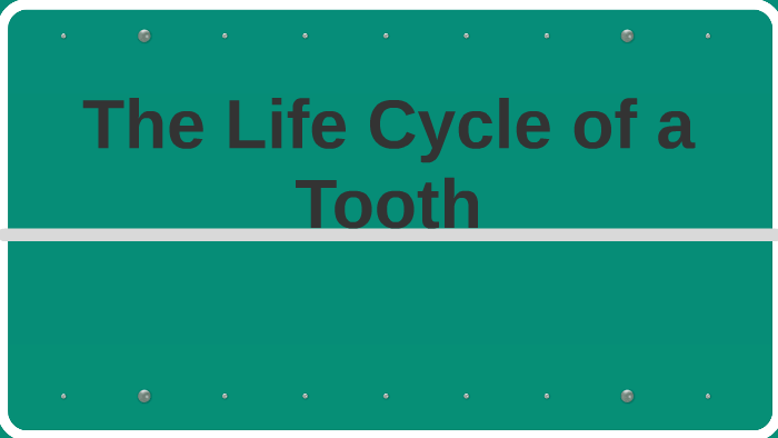 The Life Cycle of a Tooth by kayla mason on Prezi