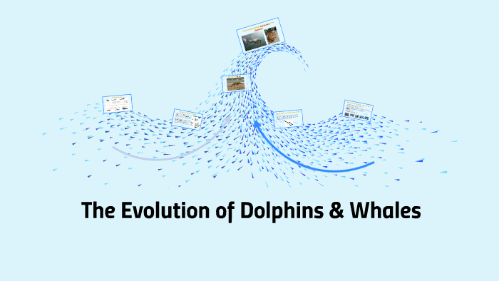 The Evolution of Dolphins & Whales by Melanie F on Prezi