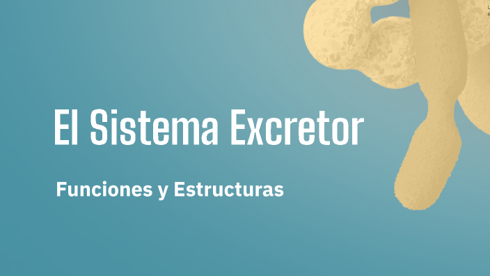 El Sistema Excretor by Tiago Escudero on Prezi
