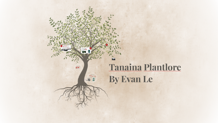 Tanaina Plantlore by Evan Le on Prezi