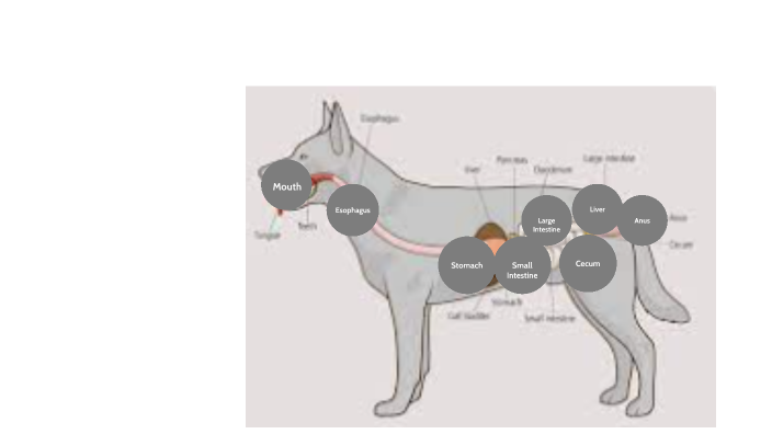 Shi's (A dog's Mono-gastric system) by Shi Robinson on Prezi