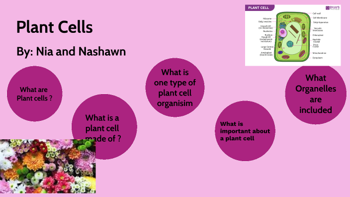 Plant Cells by Nia Burrus on Prezi