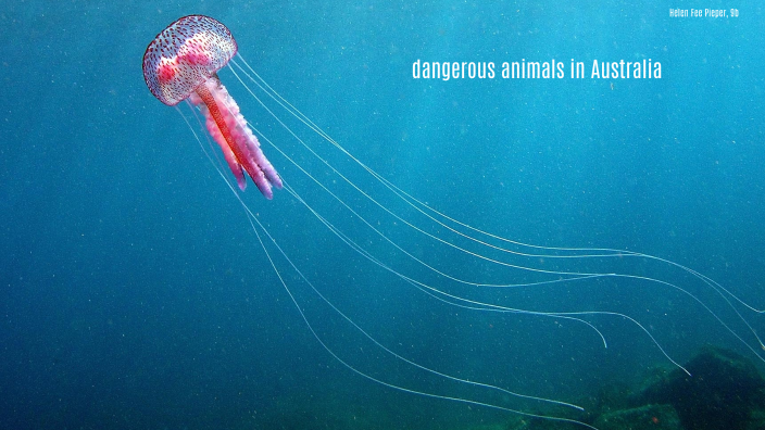 dangerous animals in Australia by Helen Pieper on Prezi