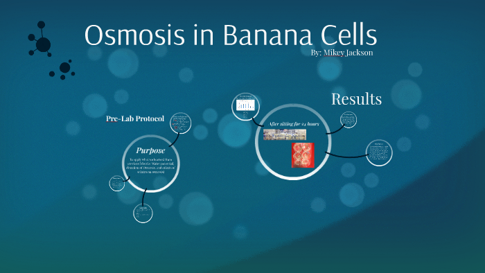 Osmosis in Banana Cells by Mikey Jackson on Prezi