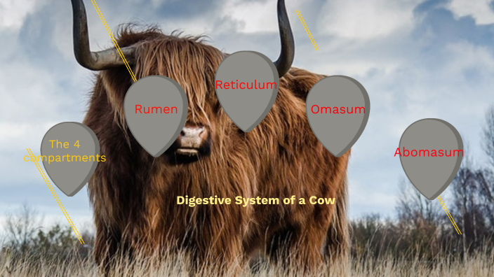 Digestive System of Cow by Lyndon Gross on Prezi