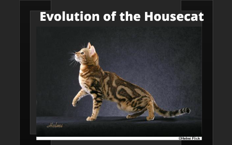 Evolution of the House-Cat by Mikaela Anderson on Prezi