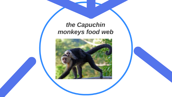 the Capuchin monkeys food web by rachel dunlevy on Prezi