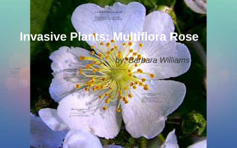 Invasive Plants: Multiflora Rose by Barbara Williams on Prezi