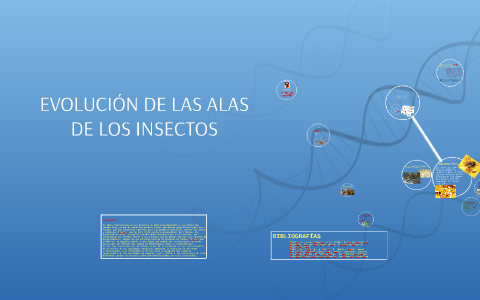EVOLUCION DE LAS ALAS DE LOS INSECTOS by Erandi Vazquez on Prezi