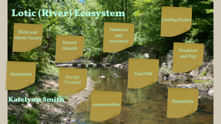 Lotic Ecosystems by Katelynn Smith on Prezi